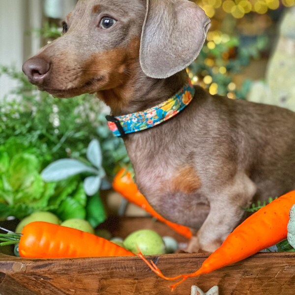 Fall Floral Dog Collar, Fall Dog Collar, Autumn Dog Collar, Fall Dog ...