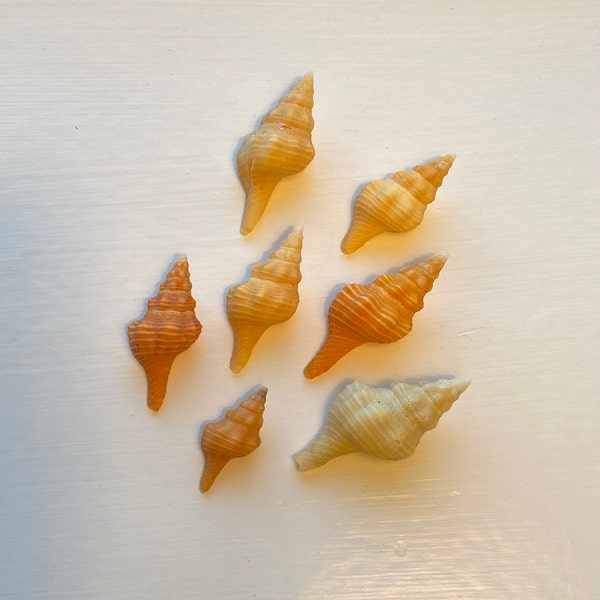 25 Beautiful Pink Rose Petal Tellin Shells - Etsy