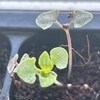 Cucamelon Seeds Heirloom, Open Pollinated, Non GMO Grow Indoors ...