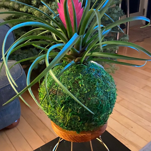 Plant Stand With Metallic Gold Metal Base and Solid Pine Wood Top ...