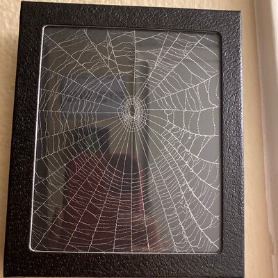 Real Framed Preserved Orb Weaver Spider Web USA - Etsy