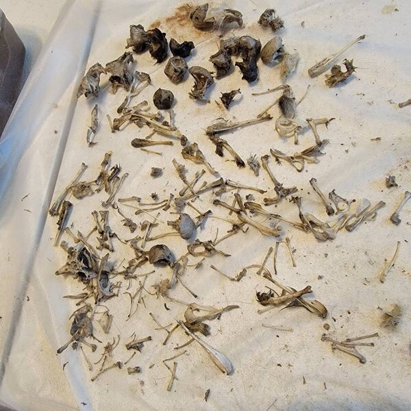 Real Small Animal Bone Set - Etsy