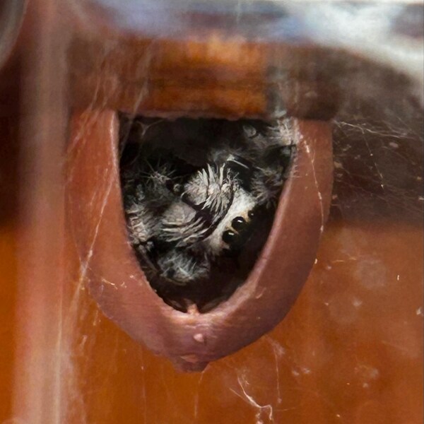 3D Printed Magnetic Corner Honeycomb Jumping Spider Hide - Etsy