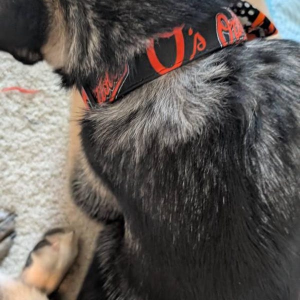 Arizona Coyotes Dog Collar Custom Made by Terri's Dog Collars ...