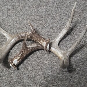 Set 14 Beautiful Fresh 3X3 Matched Set Whitetail Deer Shed Antlers ...