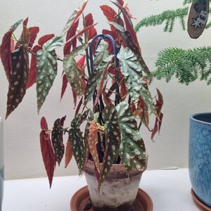 Plant Trellis Plant Support Heart 3d Print Eco-friendly Plant ...