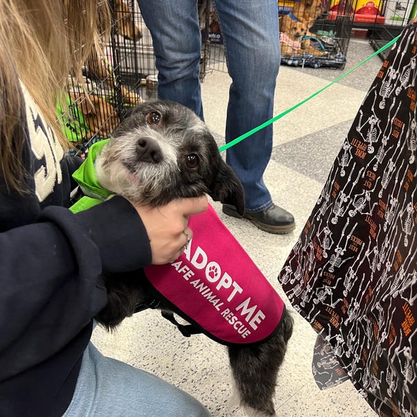 5-pack ADOPT ME Bandana Scarf for Rescue Dogs - Etsy