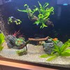 X2 Subwassertang Moss on Cholla Wood Shrimp Hideout & Betta Aquarium ...