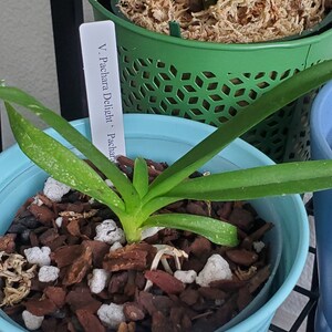 Vanda Pachara Delight 'pachara' FCC/JOGA Orchid Plant - Etsy