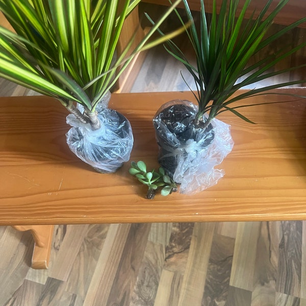 Dragon Tree Plant With Pot: Easy Beginner Indoor Plant - Etsy