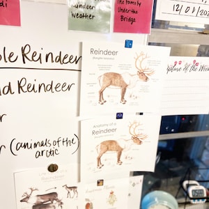 American Robin Life Cycle Pack Homeschool Printable 3-part Cards Nature ...