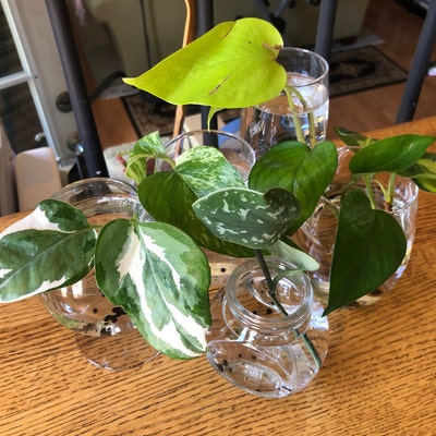Mixed Set of 3 Propagation Jars Plants, Houseplants, Clipping, Cutting ...