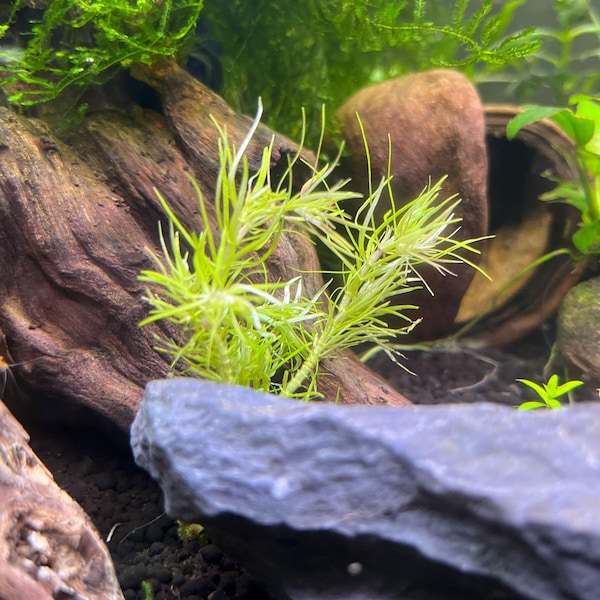 3 Stems Pogostemon Erectus! Live Aquarium Plants! Free S/h Live Aquatic ...