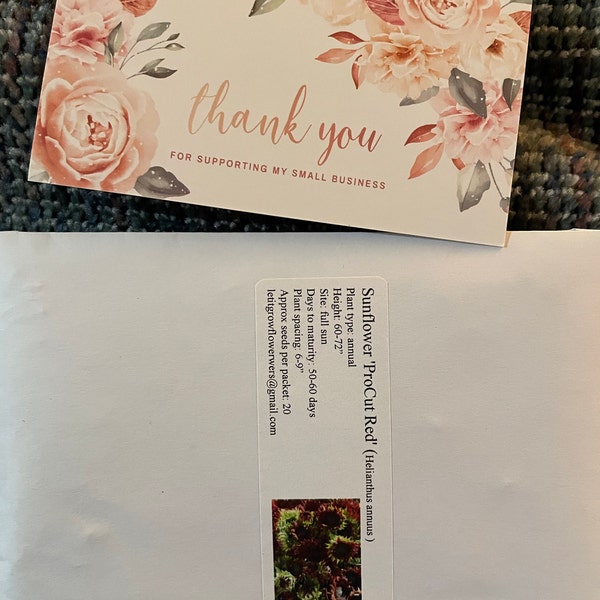 Queen Anne's Lace 'green Mist ' 50/pkt - Etsy