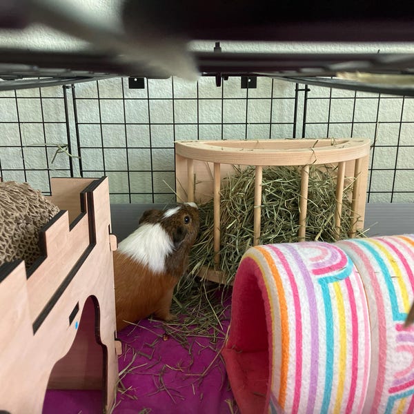 Guinea Pig Name Tag, Guinea Pig Accessories, Guinea Pig Cage ...