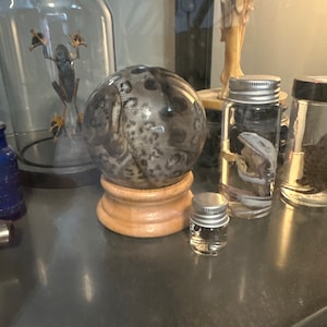 Huge Wet Specimen Piebald Pied Morph Ball Python Taxidermy Mount ...