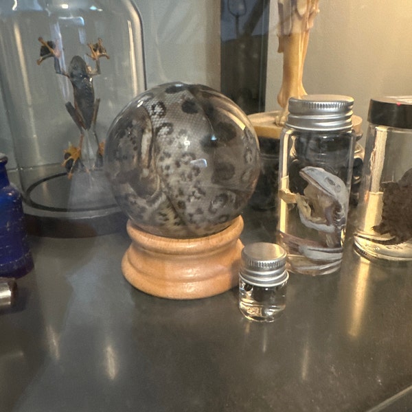 Huge Wet Specimen Piebald Pied Morph Ball Python Taxidermy Mount ...