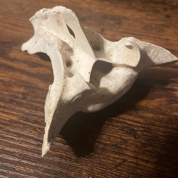Small Animal Pelvis! Real Bones! - Etsy