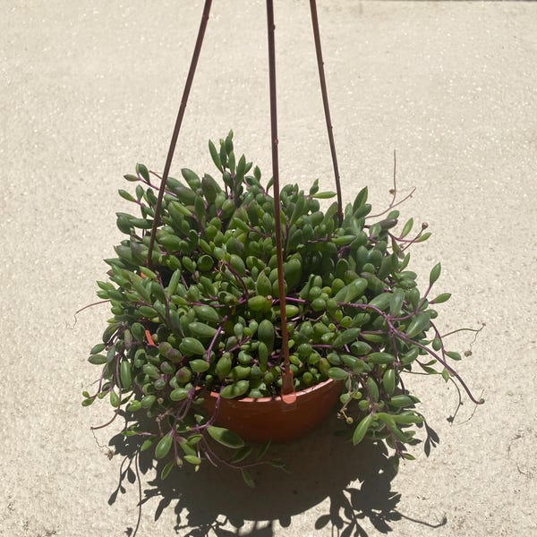 Ruby Necklace, String of Rubies, Little Pickles, Othonna Capensis ...