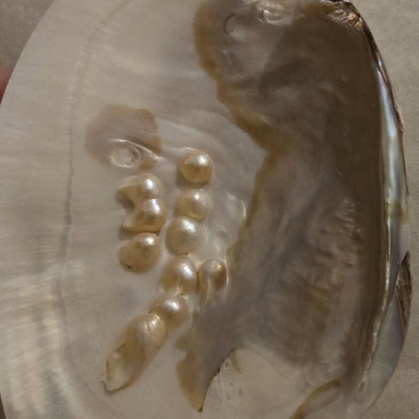 Large Natural Mother of Pearl Shell Dish W Real Iridescent Blister ...