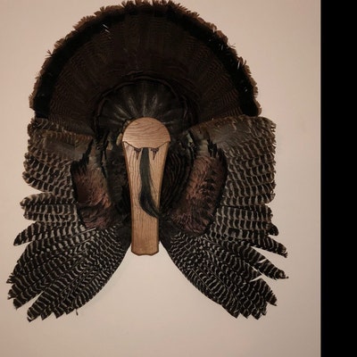 Turkey Tail/wing Mount. - Etsy