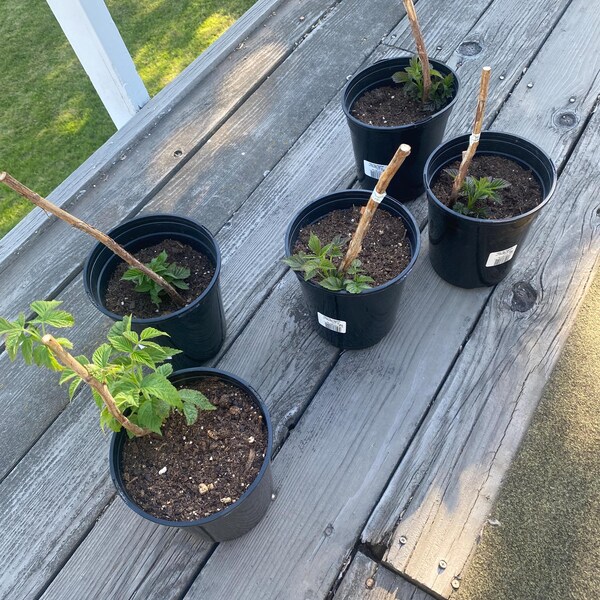 2 Raspberry Plants Joan J - Completely Thornless, Everbearing, High ...