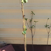 Codakia Orbicularis Aka Tiger Lucine Fossil / Fossilized Whole Bilvalve ...