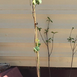 Codakia Orbicularis Aka Tiger Lucine Fossil / Fossilized Whole Bilvalve ...