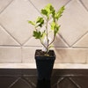 Chrysanthemum Morifolium JU HUA Plant in 2.5" Pot Tea Chrysanthemum ...