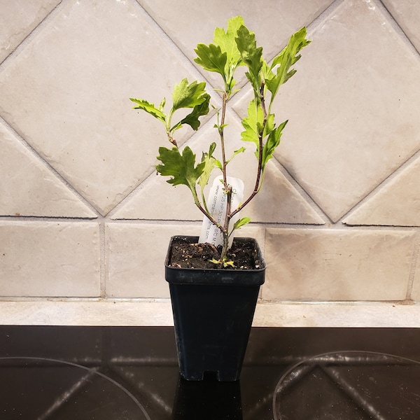 Chrysanthemum Morifolium JU HUA Plant in 2.5" Pot Tea Chrysanthemum ...