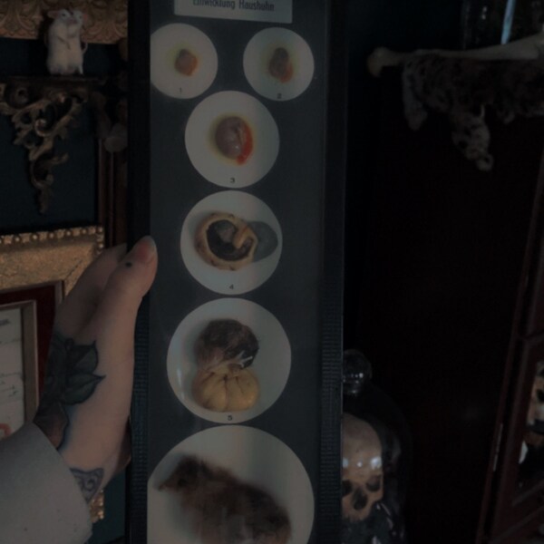 Human Skeleton, Anatomy: Original Vintage Distressed 1950s Educational ...