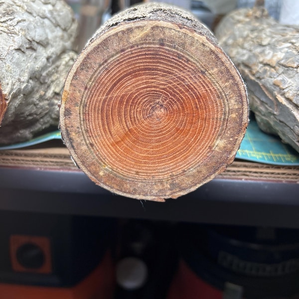 Honey Locust Project Log, Green Project Wood for Woodworking, Wood ...