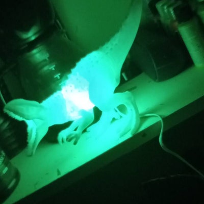 Tyrannosaurus Rex Wall Hanging 3D Printed Accent Lamp, T-rex, Novelty ...