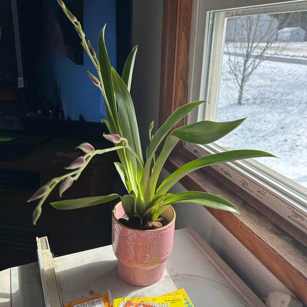 Rlc. Sung Ya Green 'mailman' (2.5” Pot) - Etsy