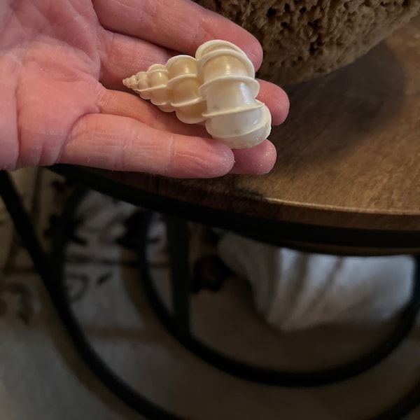 X-large Precious Wentletrap 1.75-2.25" Display Quality Shell Seashell ...