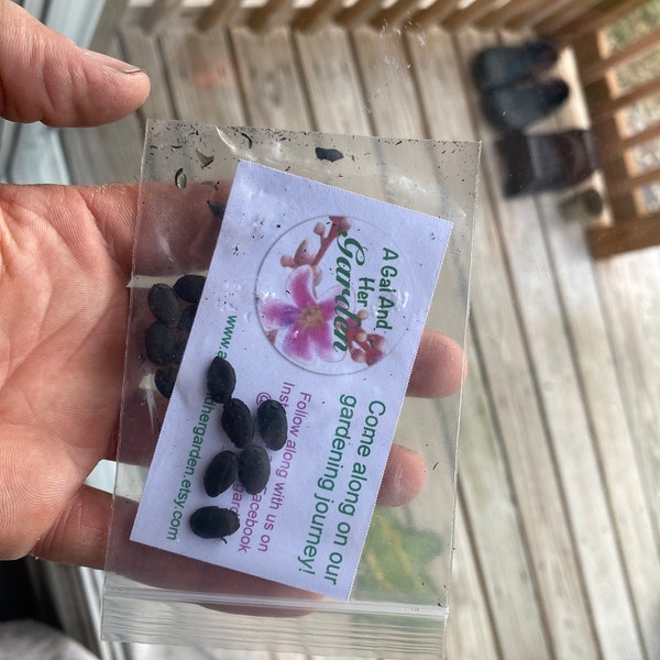 Galia Melon Seed/30 Galia Melon Seeds/heirloom Melon Seed/heirloom Seed ...
