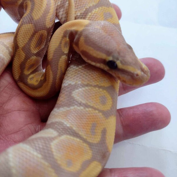 Snake Mug, Caffeine and Snakes, Green Anaconda, Reptile Lovers, Snake ...