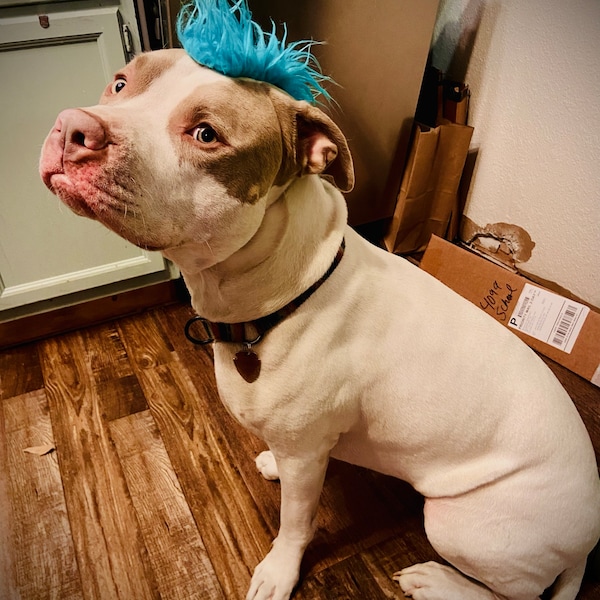 Dog Mohawk Size Large - Etsy