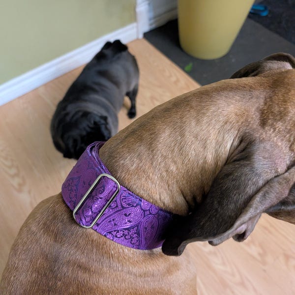 Martingale Collar, Dog Collar, Sighthound Collar, Galgo Collar ...