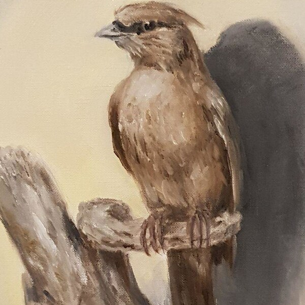 Taxidermy Bird Stuffed Bird AFRICAN SULTAN CHICKEN Porphyrio ...