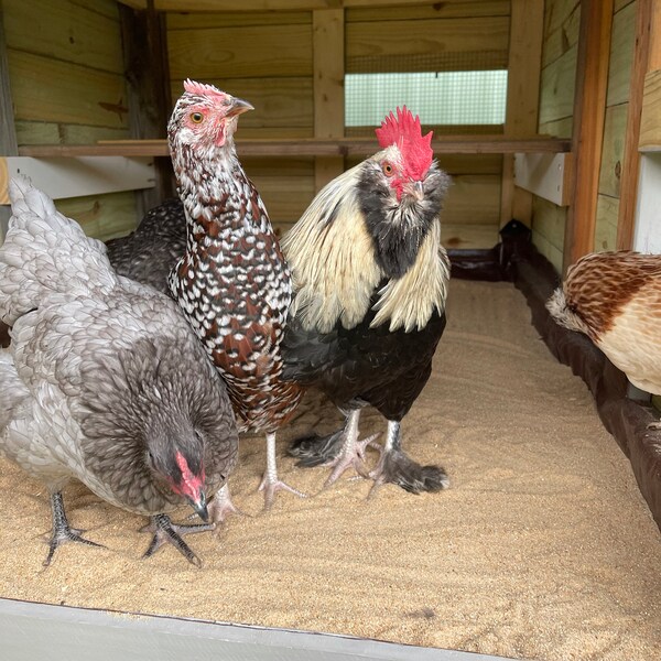Drf's Crow Reduction Collar - Simple, Affordable, Handmade Crow ...