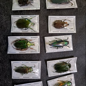 Beetle Mounting Kit for Beginners, With Real Beetles and Tools - Etsy