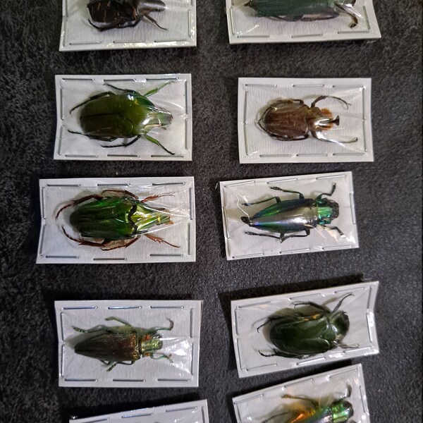 Beetle Mounting Kit for Beginners, With Real Beetles and Tools - Etsy