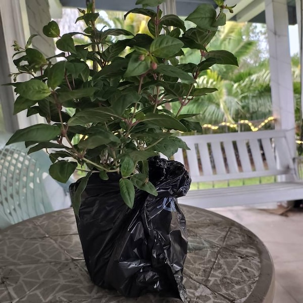 Fuchsia Voodoo 1 Live Plant Ship in 6" Pot - Etsy