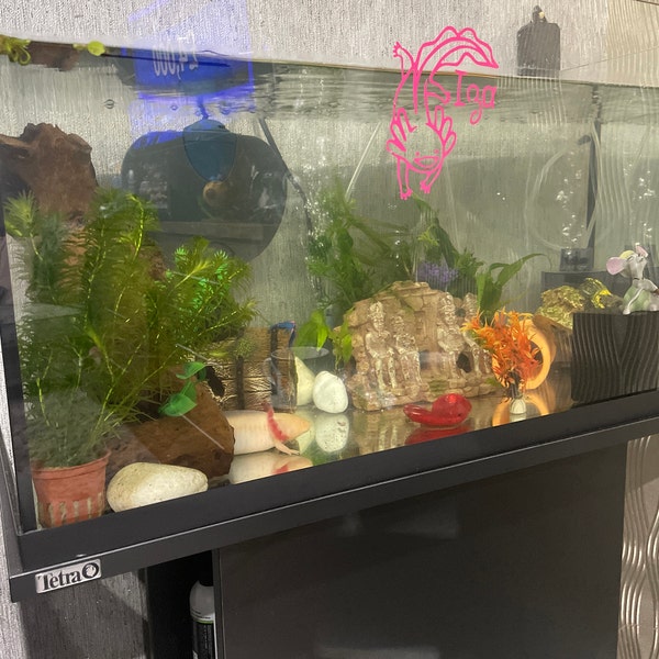 Easy Live Aquarium Plant Pack Aquatic Tropical Fish Moss Crypt Rotala ...