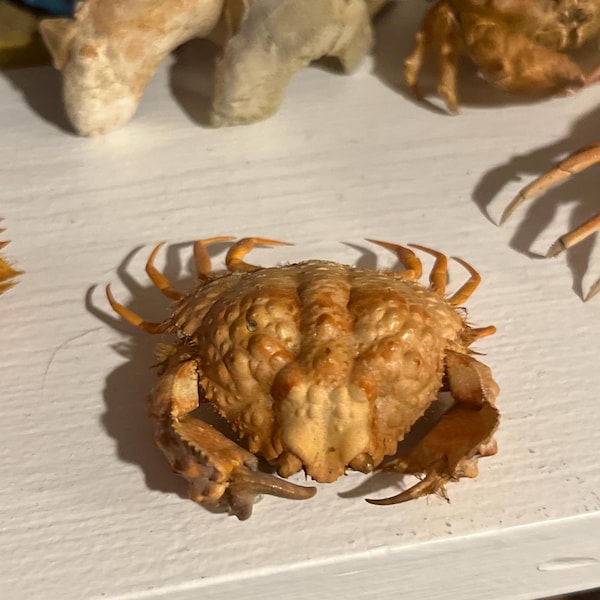 Spider Crab Platymaia Alcocki Crab Taxidermy Oddities - Etsy