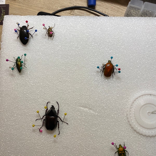 Beetle Mounting Kit for Beginners, With Real Beetles and Tools - Etsy