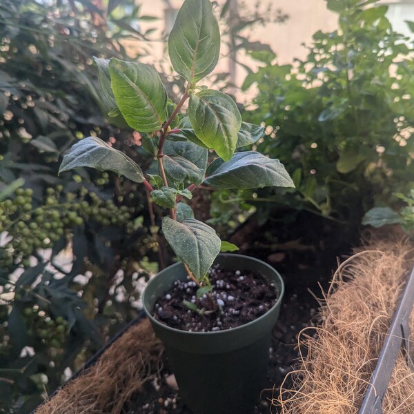 Live Angel Wing Begonia medora Starter Plant USA SELLER - Etsy