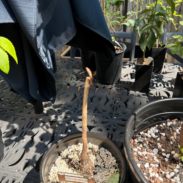Florida Only Cara Cara Red Navel Orange 26-30 Tall citrus Sinensis ...