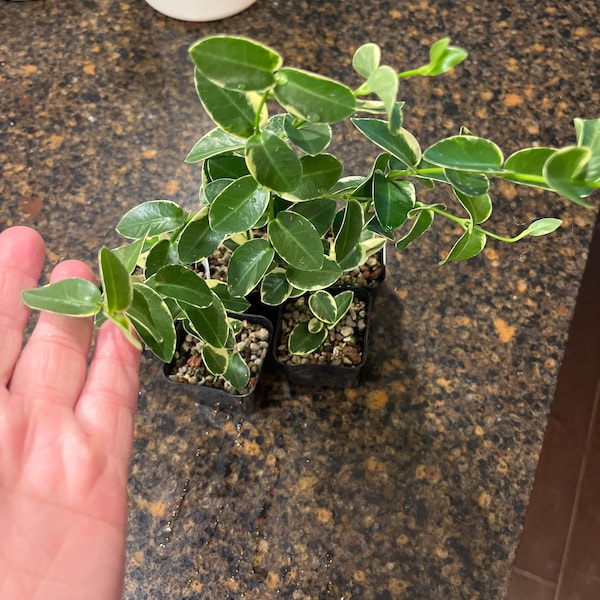 Hoya 'mathilde' (inner Variegated) | 2-inch | Exact Plant | Free Live ...